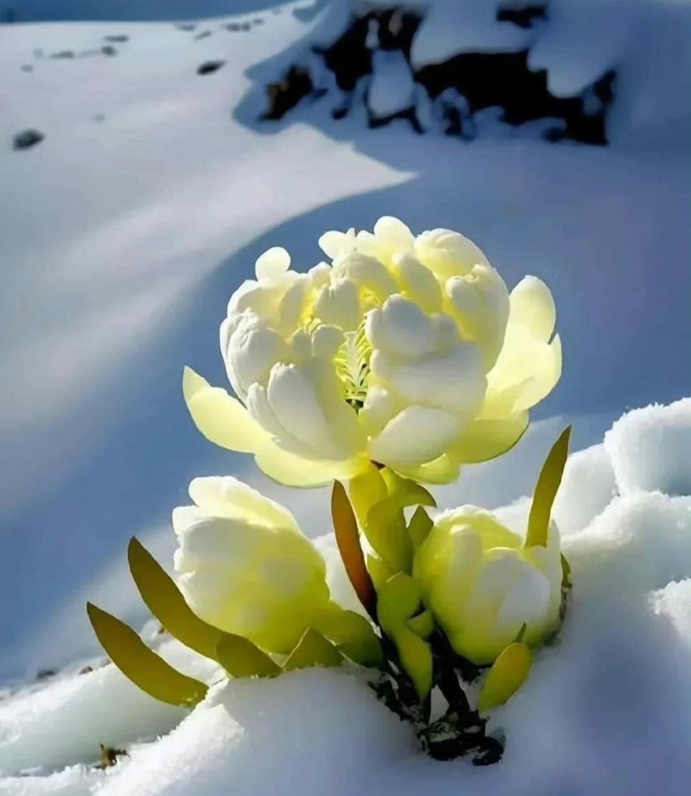 Unveiling the enigmatic secrets of the Snow Lotus: a rare blossom that ...
